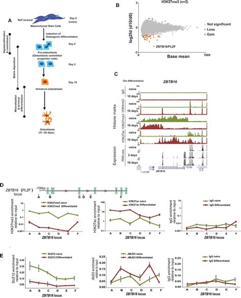 Figures And Data In Plzf Targets Developmental Enhancers For Activation During Osteogenic