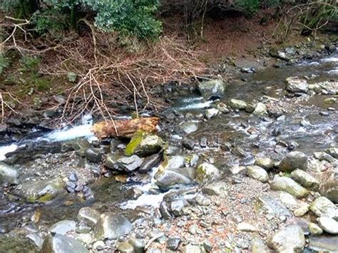 静岡県・伊豆半島、狩野川でテンカラ。解禁直後のアマゴを狙う 画像ギャラリー 釣りビジョン マガジン 釣りビジョン