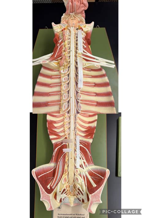 Lab 6 7 Practical Spinal Cord Model Diagram Quizlet