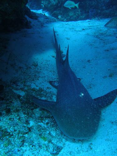 Web Authoring Specimen Paper 3 Igcse Ict 0417 Teaching Resources