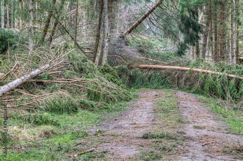 After The Storm The Forest Is In Chaos Trees Have Fallen And The