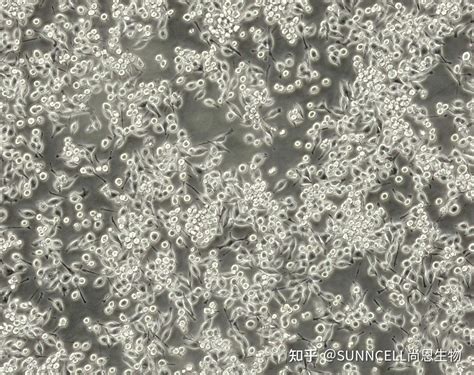 Bv2细胞培养注意事项 知乎