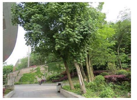 刺楸 校园绿化植物识别 图片