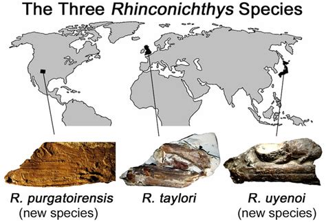 发现史前巨鱼新物种9200万年前白垩纪时代的巨嘴硬骨鱼Rhinconichthys 神秘的地球 科学 自然 地理 探索