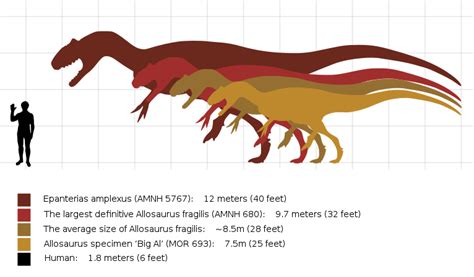 Species Of Allosaurus Fossil Wiki Fandom Powered By Wikia