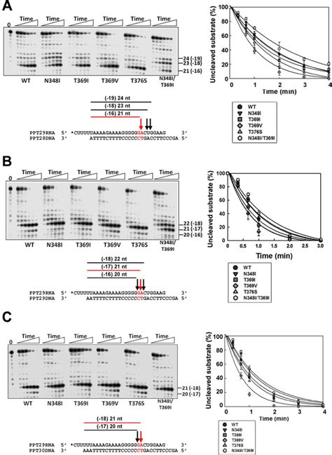 Effect Of Hiv 1 Rt Connection Subdomain Mutations On The Rnase H Download Scientific Diagram