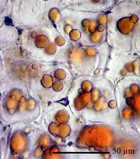 Bio Geo Nerd Plastids