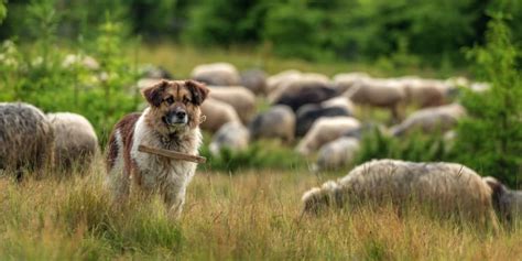 Javascript Refactoring In Action Replace Nested If Else With Guards Rlearnjavascript