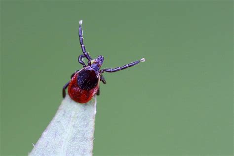 Ixodes