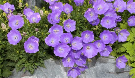 Почвопокровные многолетники морозостойкие цветущие низкие цветы с названиями и фото