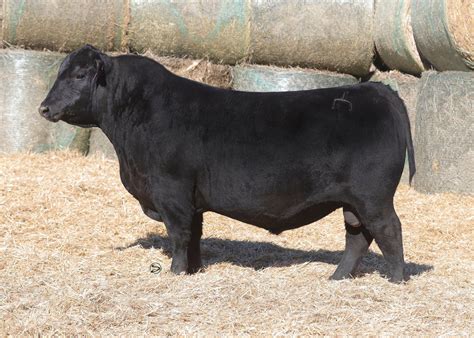 Raven First Class L126 Sire Buyer