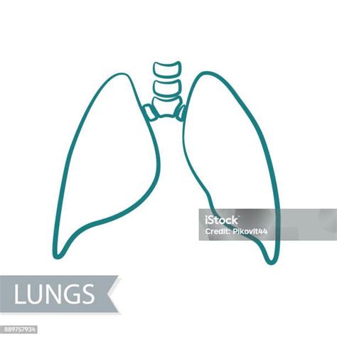ภาพประกอบทางการแพทย์ภาพเงาเวกเตอร์ของอวัยวะร่างกายมนุษย์ ปอดที่มีหลอดลม แม่แบบสัญลักษณ ภาพประกอบ