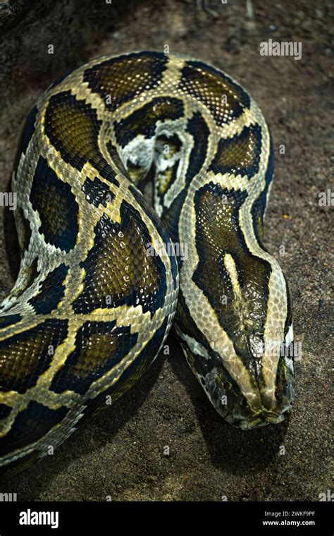 Python Bivittatus With Close Up On Its Head And Skin Pattern Stock