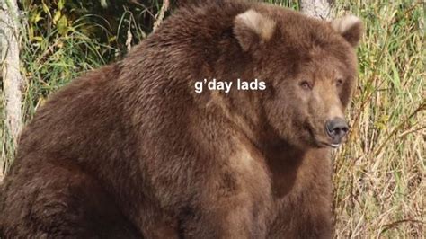 The Wait Is Over The Worlds Fattest Bear 2018 Results Have Been Announced