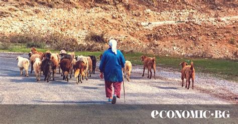 Преведоха над 1 млн лева на стопаните заради засегнатите от чумата овце и кози