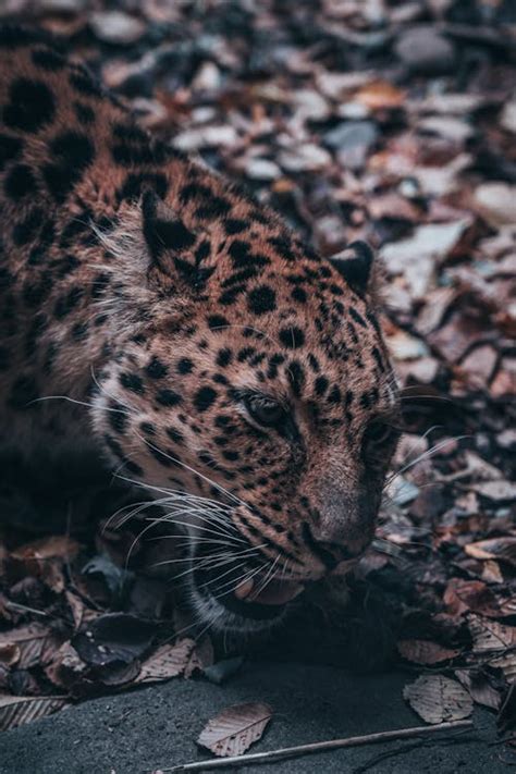 녹색 고비 잎의 근접 사진 · 무료 스톡 사진