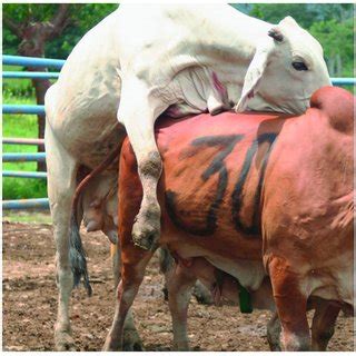Two Lactating Cows Display Sexual Behavior The Cow In The Bottom Shows Download Scientific