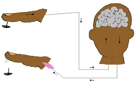 Stimulus → Response Diagram Quizlet