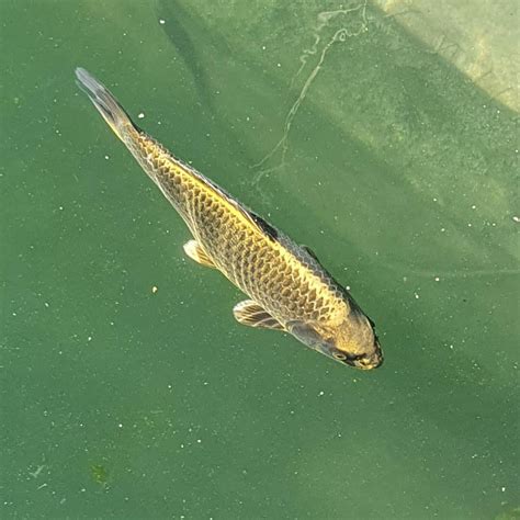 Kin Matsuba Or Mukashi R Koi