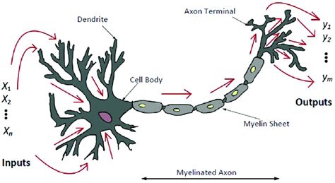 A Biological Neuron It Accepts Multiple Inputs X From Other