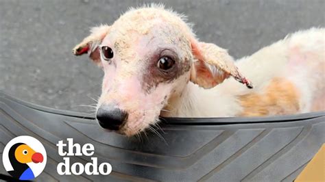 Naked Street Dog Walks Right Up To Womans Motorbike And Asks For Help