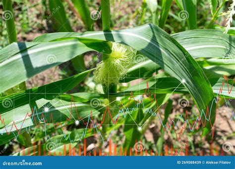 Agricultural Industry Growing Corn Plants Graph Diagram Development And Success Eco And