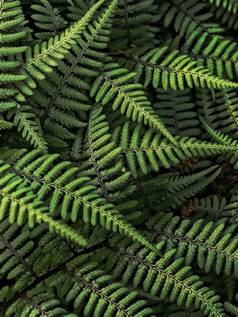 Ferns