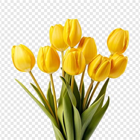 Куча желтых тюльпанов изолированных на прозрачном фоне Ai сгенерированный Psd
