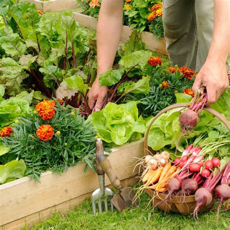 5 Fast Growing Intercrops To Max Out Your Vegetable Garden Gardening Know How
