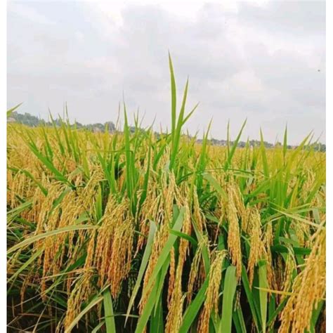 Jual Benih Padi Sertani Kualitas Unggul Kemasan Kg Shopee Indonesia