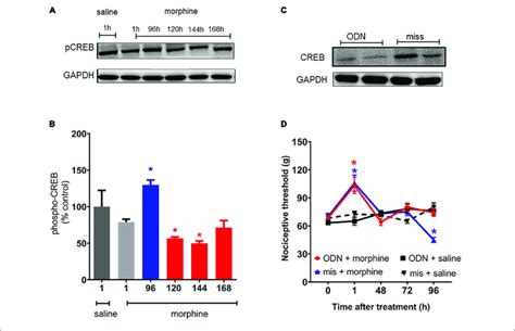 Camp Responsive Element Binding Protein Creb Activation Mediates Download Scientific