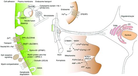 Schematic Map Illustrating The Cellular Localization Of Proteins Found Download Scientific