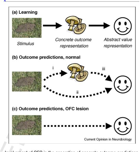 Pdf Neural Representation Of Behavioral Outcomes In The Orbitofrontal Cortex 2009 Zachary