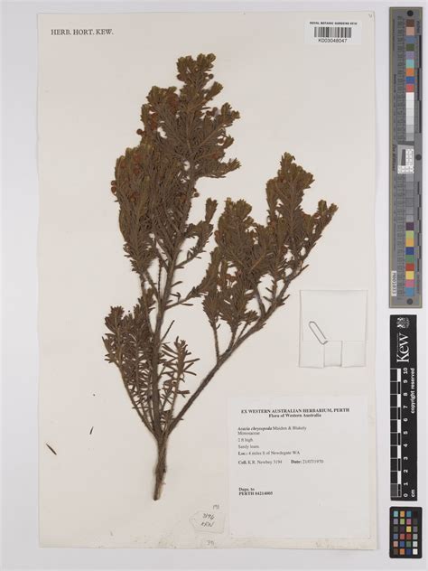 Acacia Chrysopoda Maiden And Blakely Plants Of The World Online Kew
