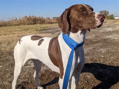 Dacy German Shorthaired Pointer Adopted Gundogz Rescue