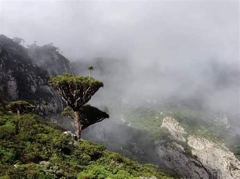 شجرة دم الاخوين تعانق الضباب سقطرى اليوم Socotra Today24