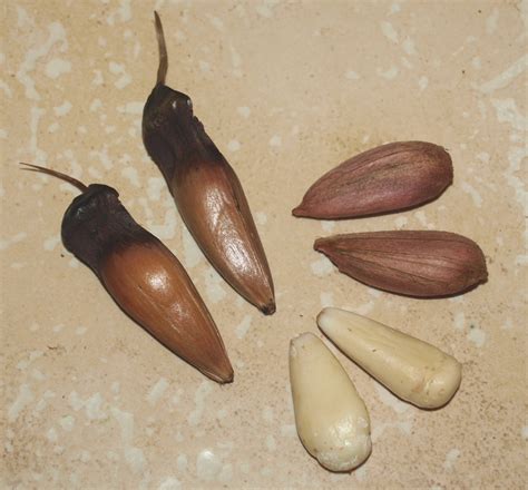 Raw Edible Plants Monkey Puzzle Tree Araucaria Araucana