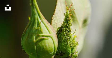 A Close Up Of A Flower Bud With A Bug Crawling On It Photo Free Rose Image On Unsplash