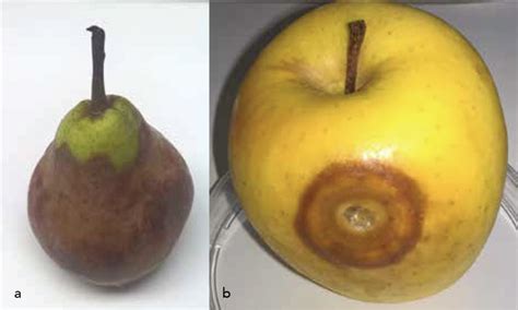 Managing Postharvest Fruit Diseases Sa Fruit Journal