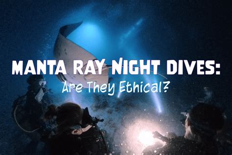 Shark Diving Safety Tips For Scuba Divers Freedivers And Snorkelers