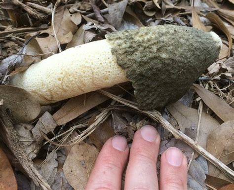 Foraging Texas Common Stinkhorn Mushroom
