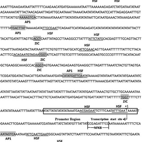 The Nucleotide Sequence And Putative Transcription Factor Binding Sites