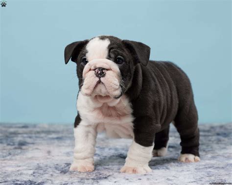Miniature Bulldog Puppies For Sale Greenfield Puppies