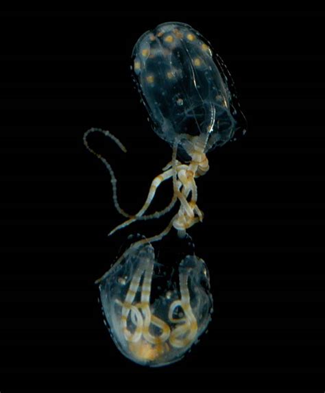Image Gallery Jellyfish Rule Live Science