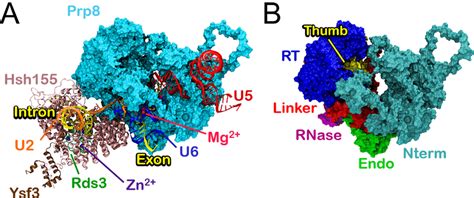spliceosome bact model built on the yeast saccharomyces cerevisie b act download scientific