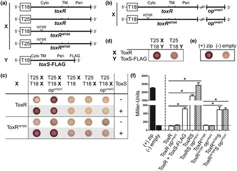Toxs And Ompu Operator Binding Sites Are Key Players In Toxr Ppis In E Download Scientific