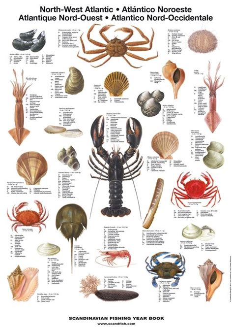 North West Atlantic Shellfish Poster Underwater Creatures Ocean