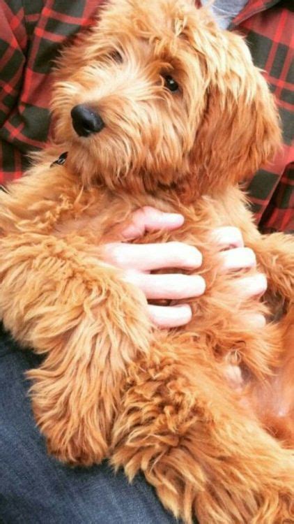 Apricot Cockapoo Have You Seen This Stunning Color Artofit