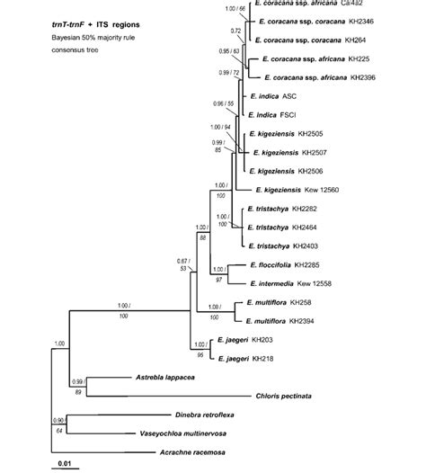 Bayesian 50 Majority Rule Consensus Tree With Associated Branch