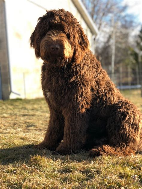 Newfypoo Dog Breed Information And Pictures Poomix
